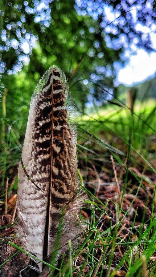 Bird Feather in Grass, Macro Photography ðŸ¦… Stock Photo - Image of ...