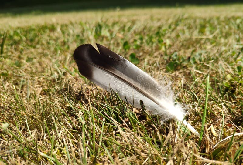 A bird feather stock image. Image of bird, nature, feather - 164325065