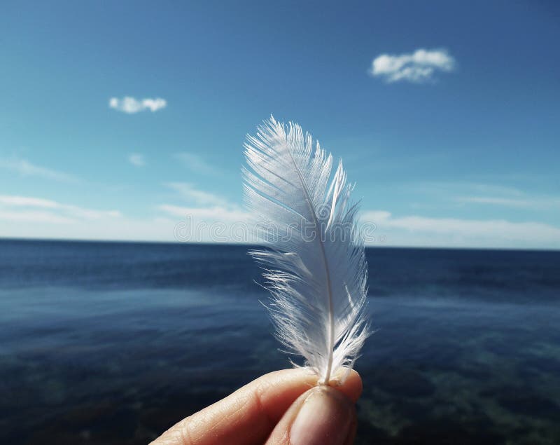 Bird Feather in Hand Blue Background Stock Photo - Image of white ...
