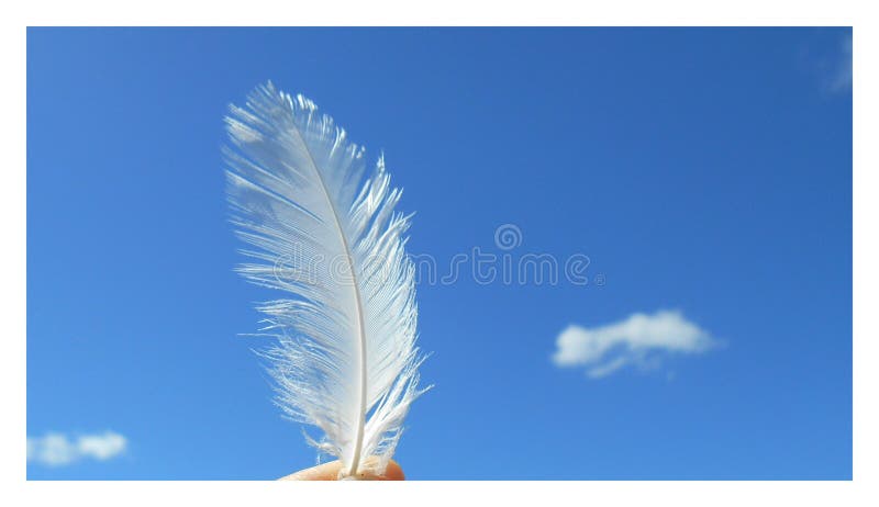 Bird Feather in Hand Blue Background Stock Image - Image of adventure ...