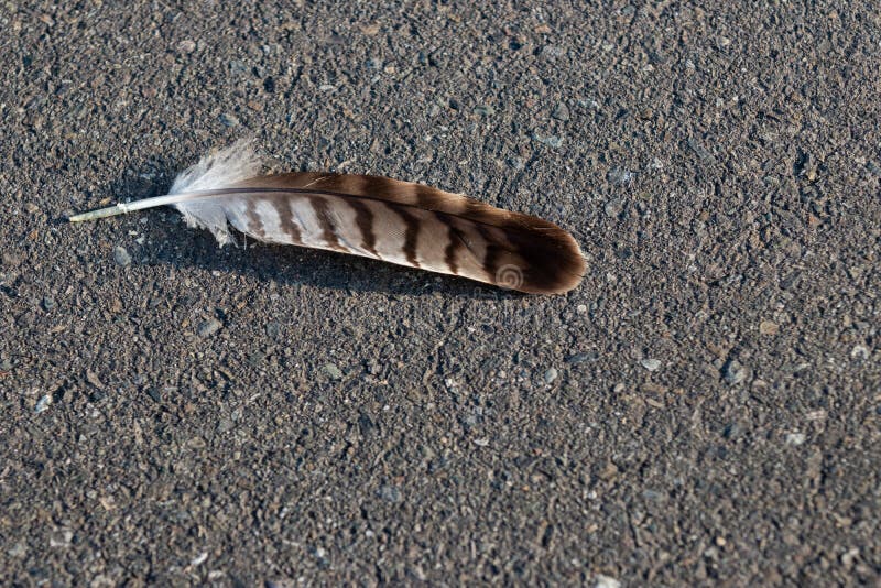 Feather on Pavement stock image. Image of white, walkway - 7124137