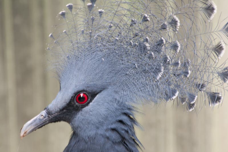 Bird with feather head stock image. Image of crowned - 87492831