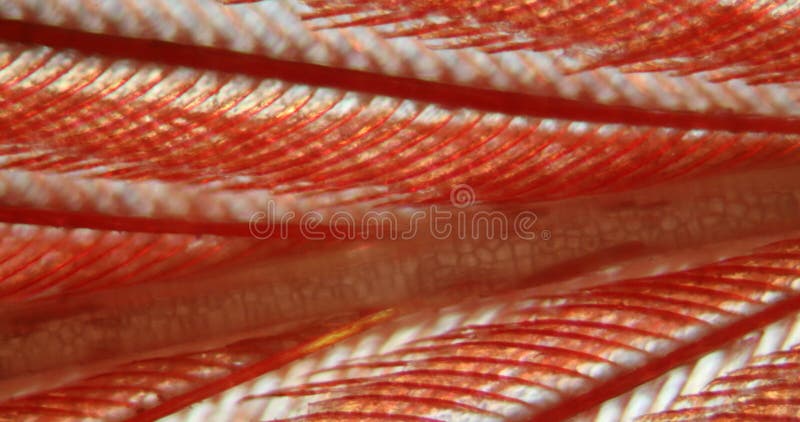 Bird Feather at High Magnification Stock Video - Video of macro ...