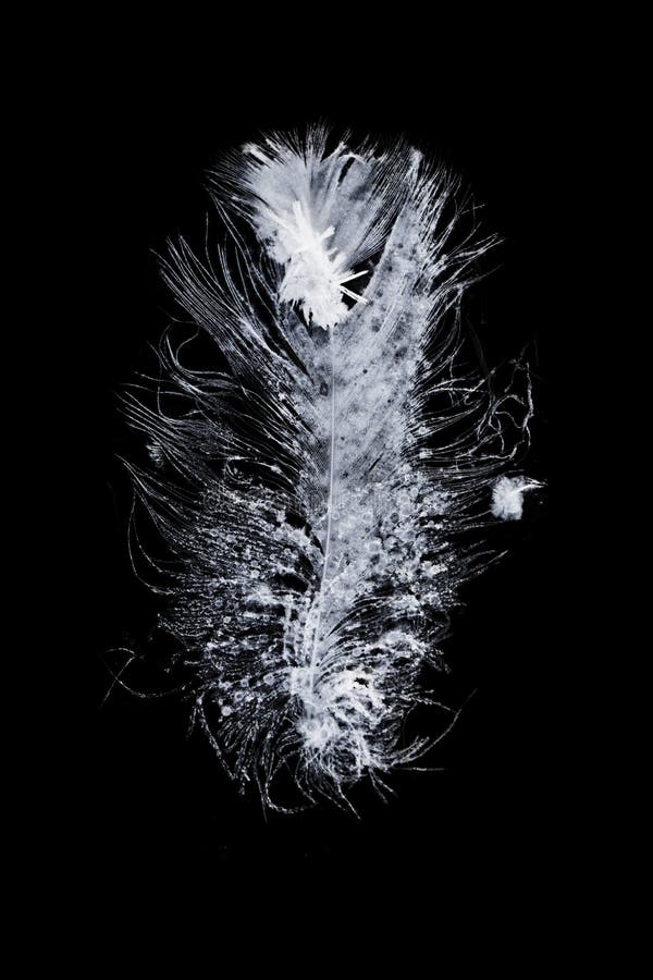 Bird feather in ice stock image. Image of macro, water - 201534029
