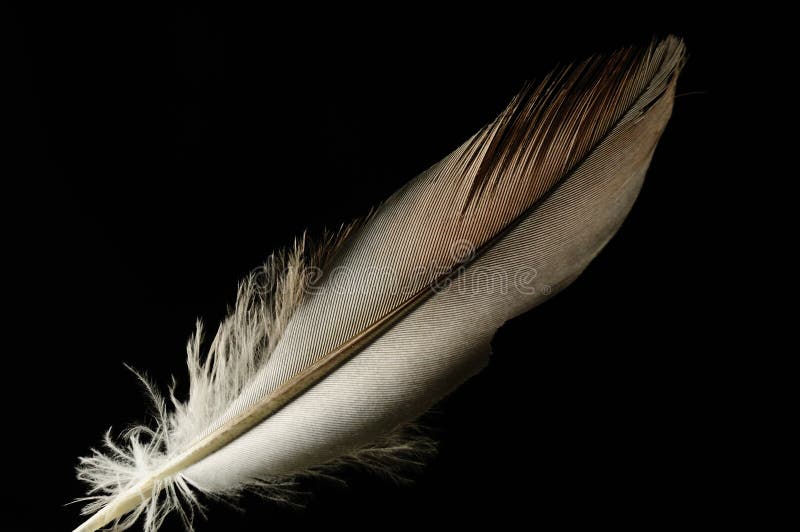 Buzzard feather stock photo. Image of delicate, plumage - 29188784