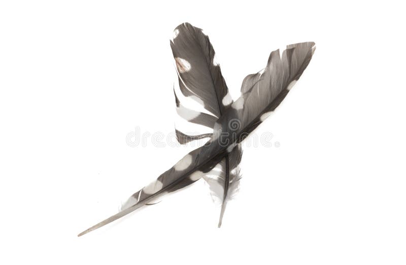 Bird feather isolated stock photo. Image of quill, abstract - 212887436
