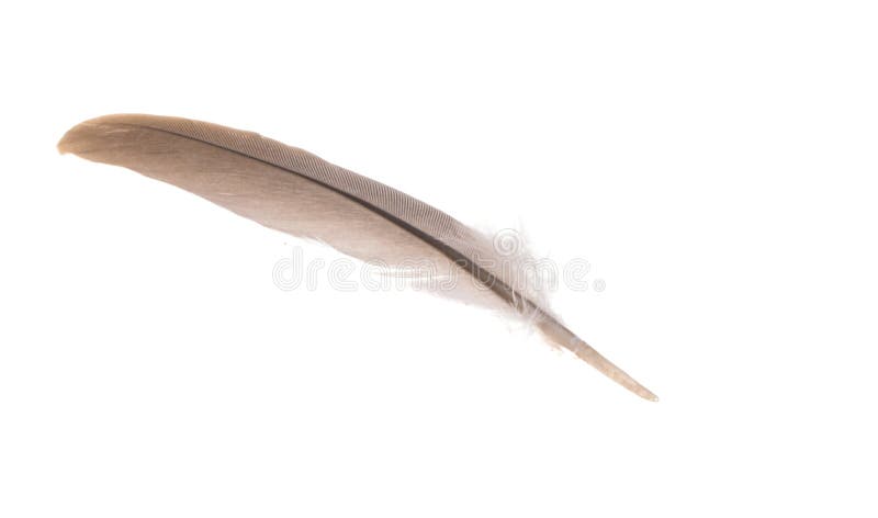 Bird feather isolated stock image. Image of swan, pattern - 248977655