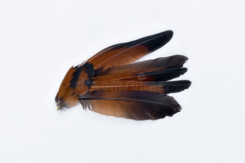 Bird Feather Isolated on White Color Background Stock Photo - Image of ...