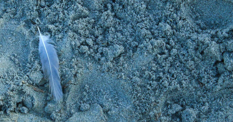 Feather and Sand stock photo. Image of sandy, tides - 117137974