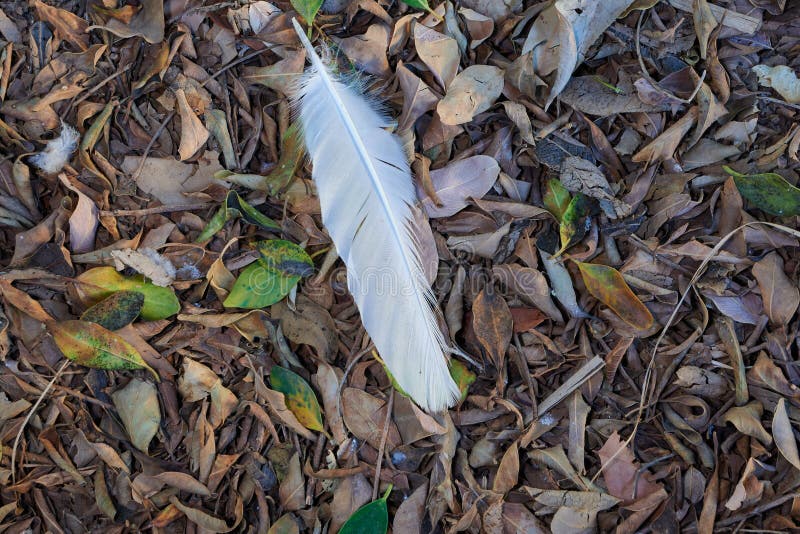 Bird Feather on Leaves Background Stock Photo - Image of feather, write ...