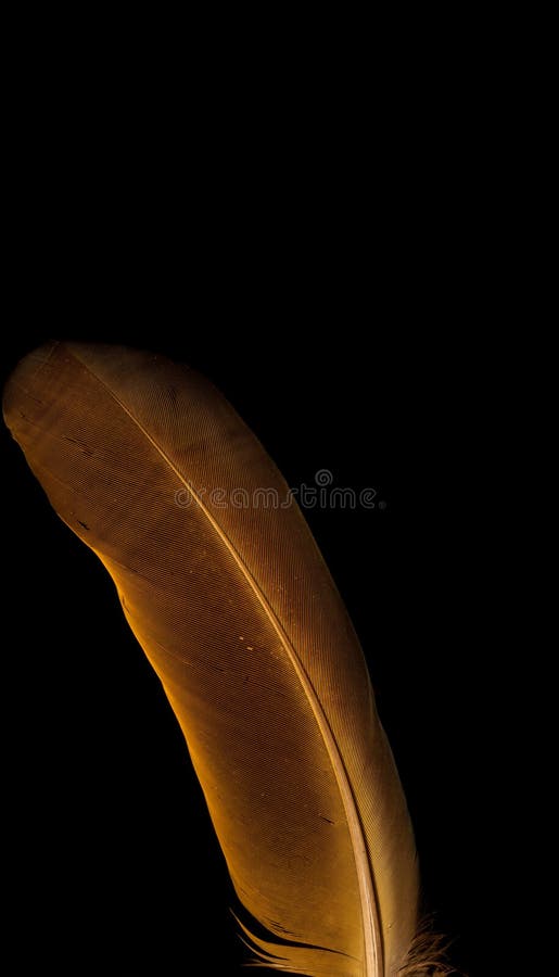 Bird feather stock image. Image of dramatic, pattern - 107202877