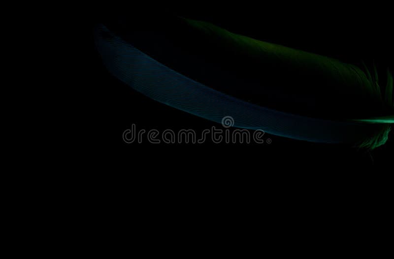 Bird feather stock photo. Image of pattern, abstract - 107202936