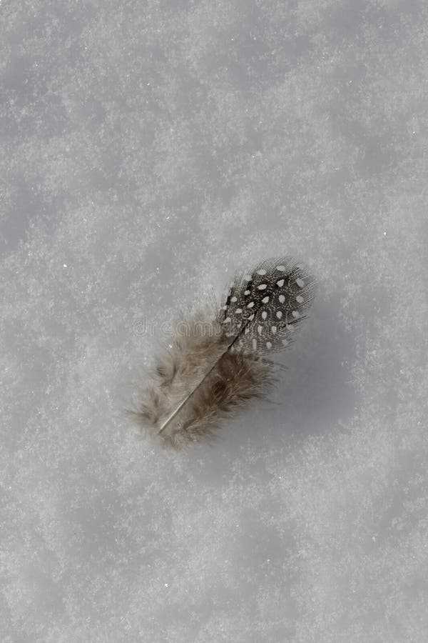 Single Bird Feather Lying on the Snow. Stock Photo - Image of feather ...