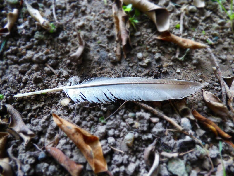 Filoplume Feather Stock Photos - Free & Royalty-Free Stock Photos from ...