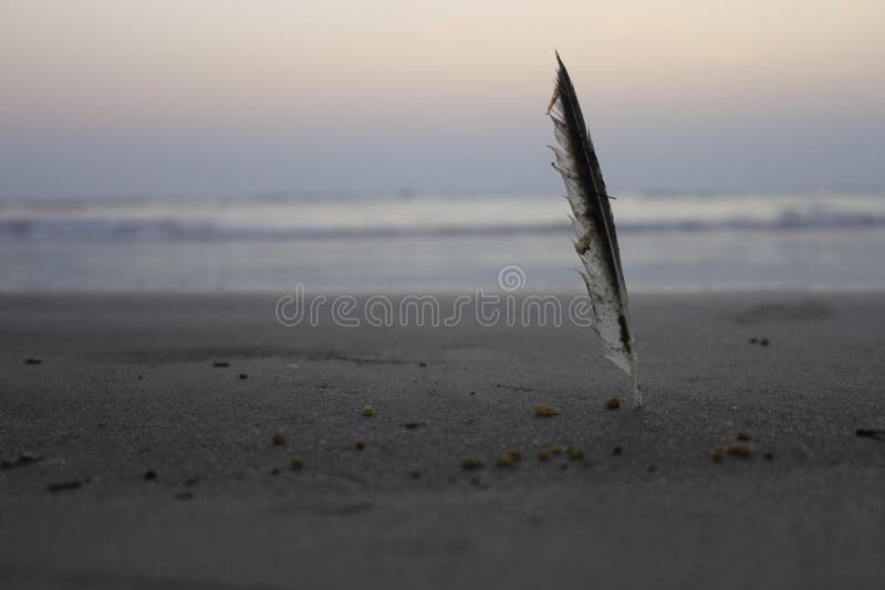 Bird Feather on the Sand Behind Ocean Stock Image - Image of felled ...
