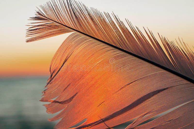 Feather Peacock Background stock image. Image of beautiful - 37644973