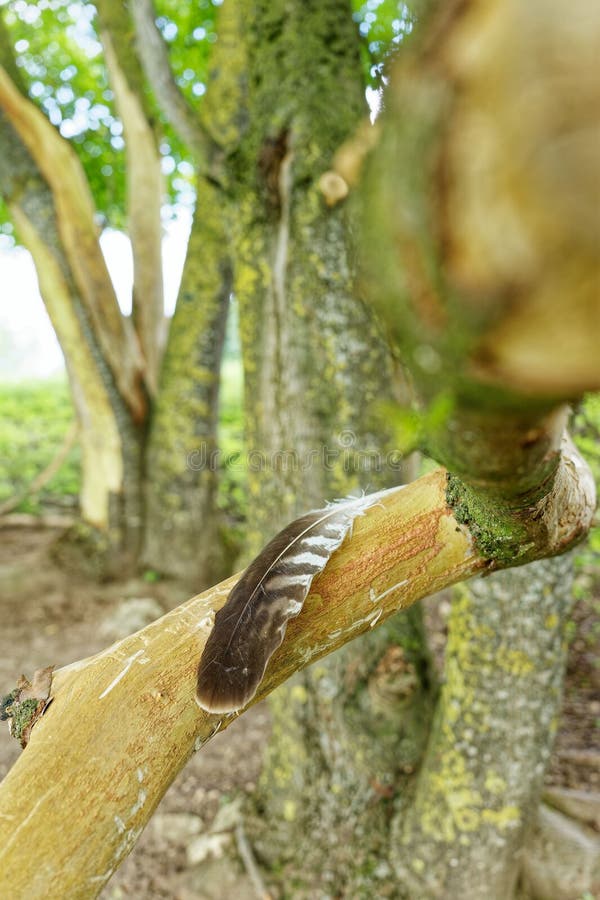 Bird Feather on Tree Branch in Forest Stock Photo - Image of ...