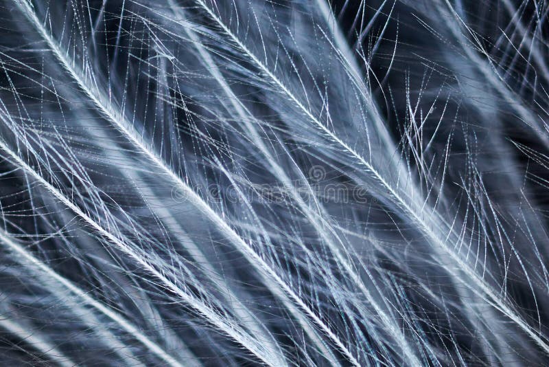 Bird Feather Under the Microscope Stock Photo - Image of concept ...