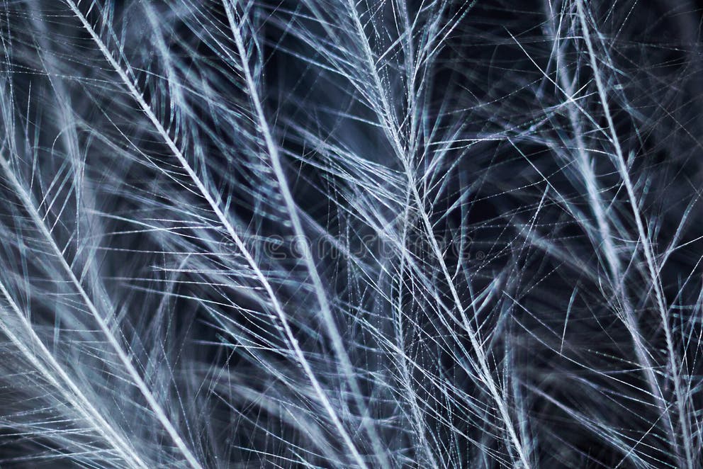 Bird Feather Under the Microscope Stock Image - Image of elegance ...