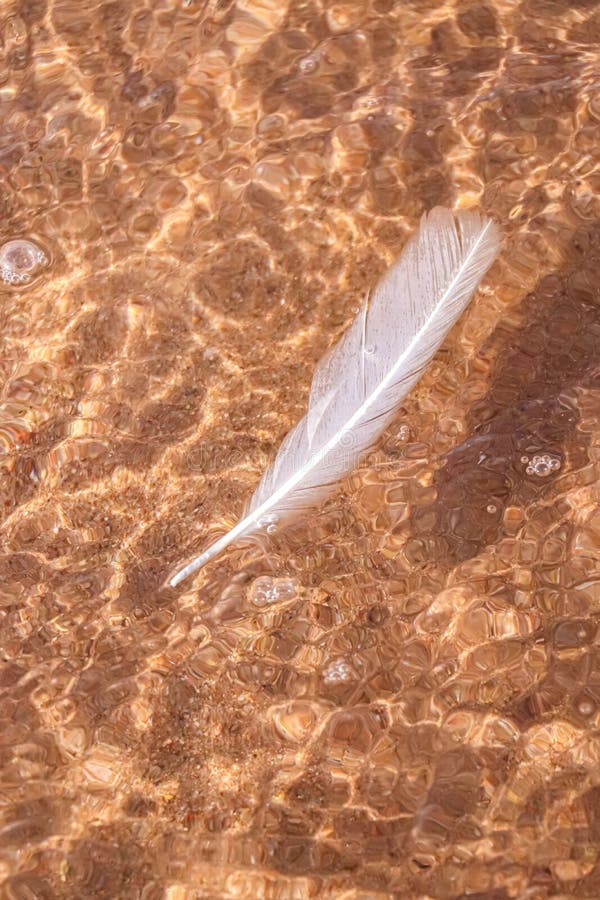 Bird feather in water stock photo. Image of water, natural - 263380630