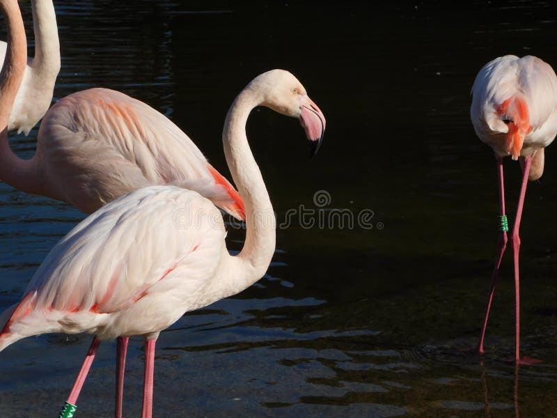 Bird Feathered Animal Nature Safari Stock Image - Image of safari, bird ...