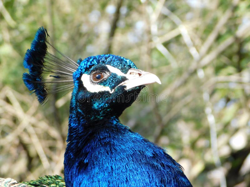 Bird Feathered Animal Nature Safari Stock Photo - Image of animal ...