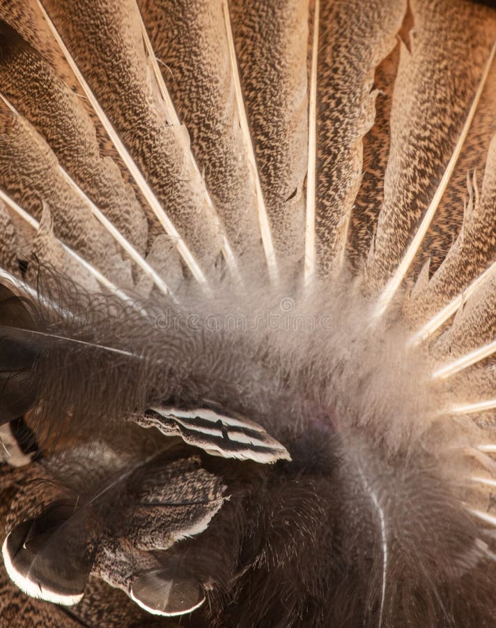 Bird Feathers As an Abstract Background Stock Image - Image of detail ...