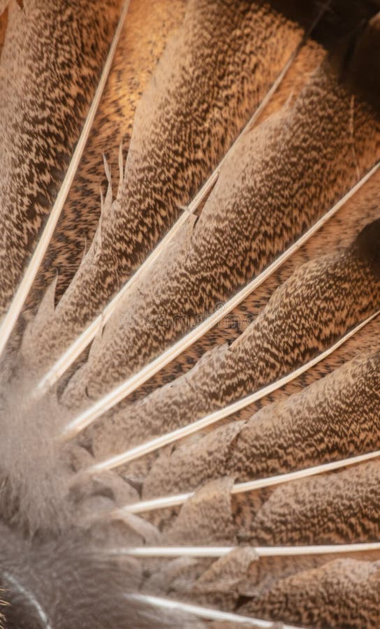 Bird Feathers As an Abstract Background Stock Image - Image of feather ...