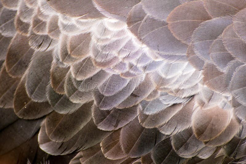 Bird feathers stock image. Image of covering, close, beautiful - 66290327