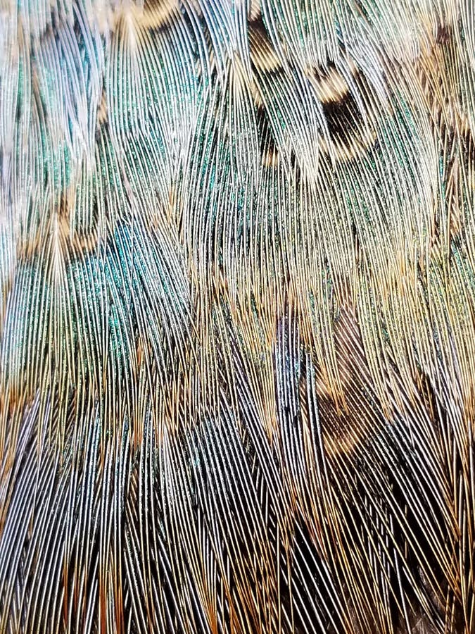 Bird Feathers 4 stock photo. Image of peacock, feathers - 126436770