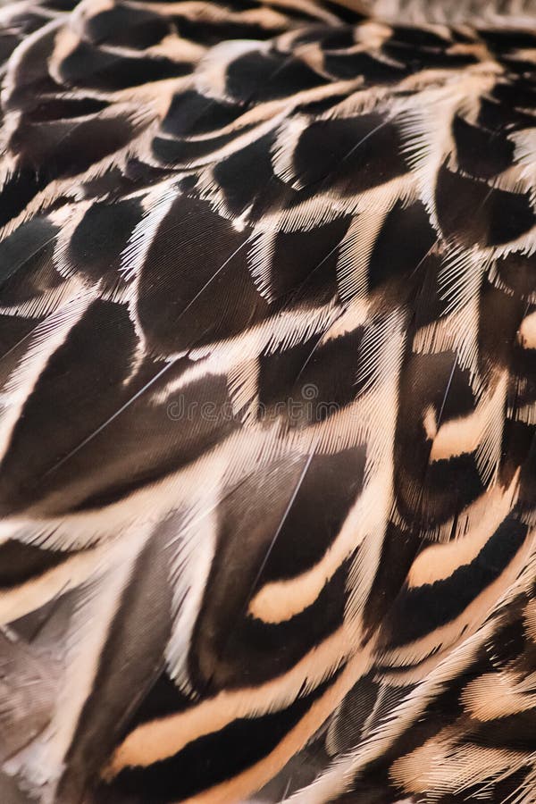 Bird Feathers Close-up. Wild Duck Wing. Texture for Design Stock Photo ...