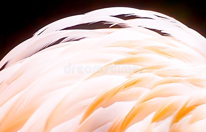 Bird Feathers Collage. Photos with Graphic Effect. Stock Photo - Image ...