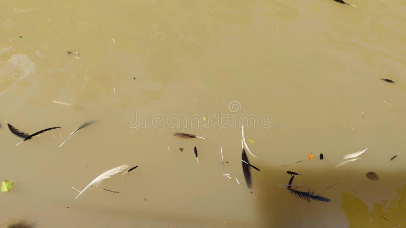 Bird Feathers Drifting in the River Stock Footage - Video of cloudy ...