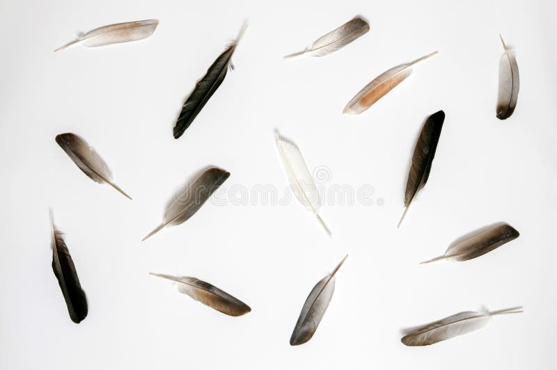 Bird Feathers Flat Lay View Stock Image - Image of colored, texture ...