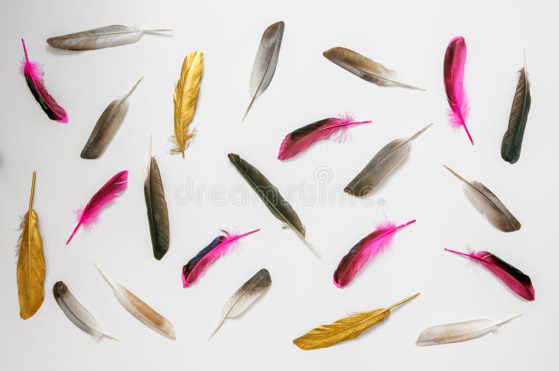 Bird Feathers Flat Lay View Stock Image - Image of feathers, background ...