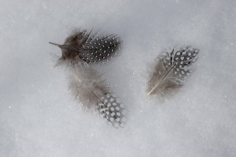 3 Bird Feathers Lying on the Snow. Stock Image - Image of feathers ...