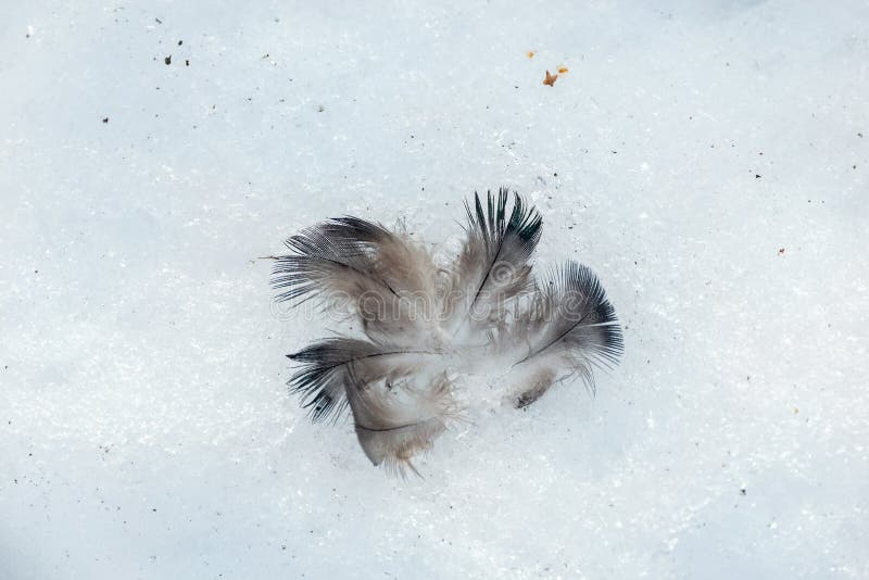 Bird Feathers on Snow. Survival in the Wild Stock Photo - Image of ...