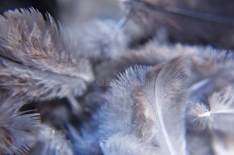 Bird feathers stock image. Image of heap, animal, colors - 82190789