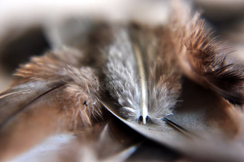 Bird feathers stock image. Image of dove, fight, wings - 82190955