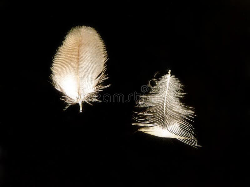 Bird feathers on water stock photo. Image of filaments - 71123394