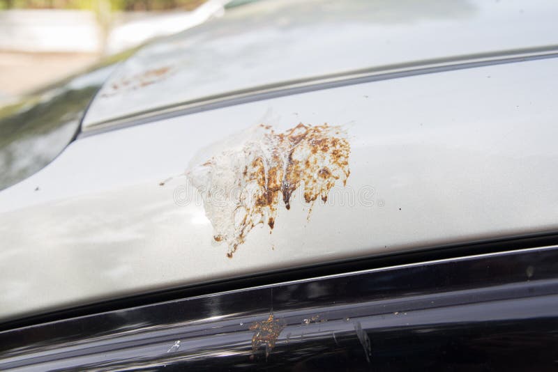 101 Bird Droppings Car Hood Photos - Free & Royalty-Free Stock Photos ...