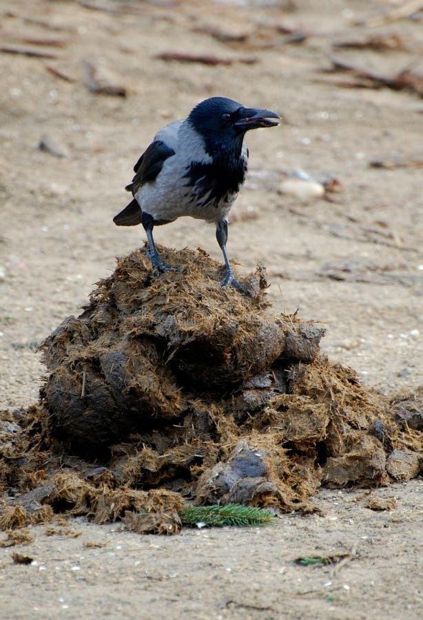 4,007 Feces Photos - Free & Royalty-Free Stock Photos from Dreamstime