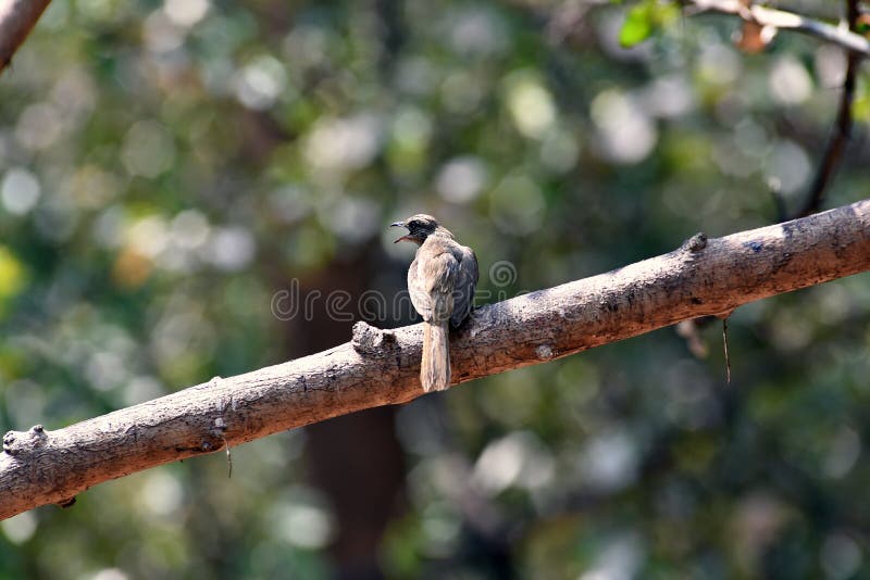 Bird Feed in Natural Forest, Bulbul Stock Image - Image of wing, forest ...