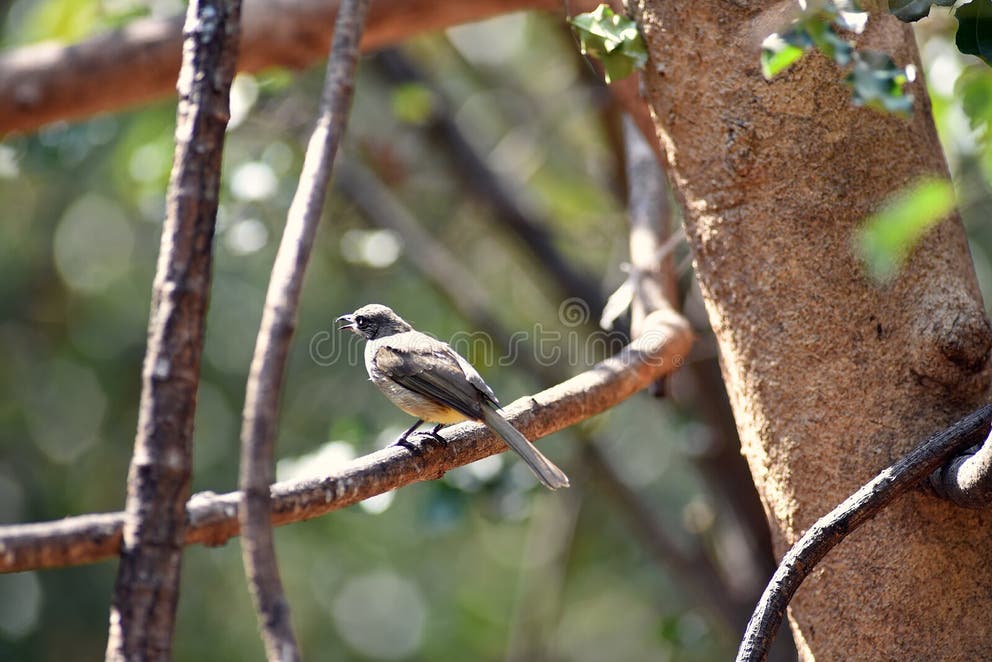 Bird Feed in Natural Forest, Bulbul Stock Image - Image of asian, bird ...