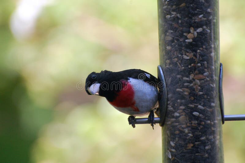 Bird on feeder stock photo. Image of outdoor, feed, wild - 5310430