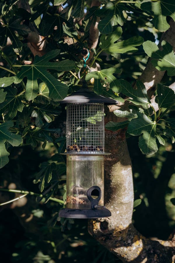 Bird Feeder on a Fig Tree in the Garden Stock Photo - Image of sparrow ...