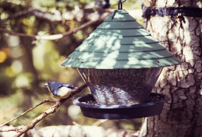 Bird Feeder, Bird Food, Bird, Tree Picture. Image: 112046514