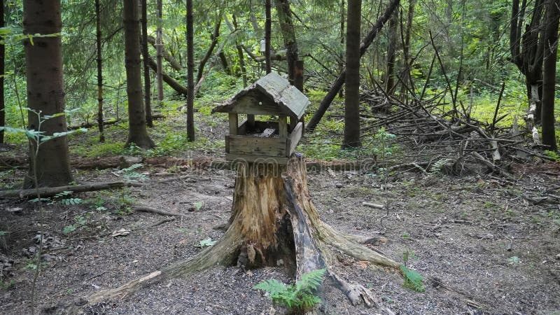 A Bird Feeder in the Forest, Mounted on an Old Tree Stump. Stock Image ...