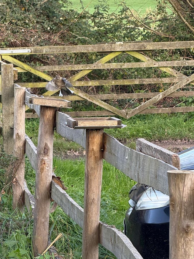 Bird on Feeder with Rustic Fence Stock Photo - Image of peaceful ...