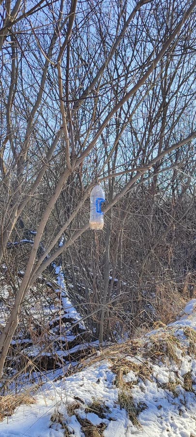 Bird Feeder, the Second Life of a Plastic Bottle. Stock Image - Image ...